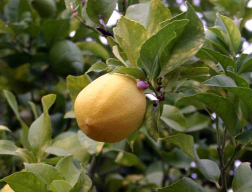 Asal dan Distibusi Citrus sp ~ Evolusi Dan Keragaman Tumbuhan Buah ...