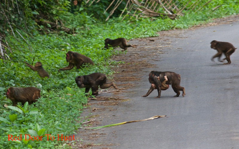 RED Door To Hunt: Laporan Pemerhatian & Kajian Beruk Kentoi~Macaca ...