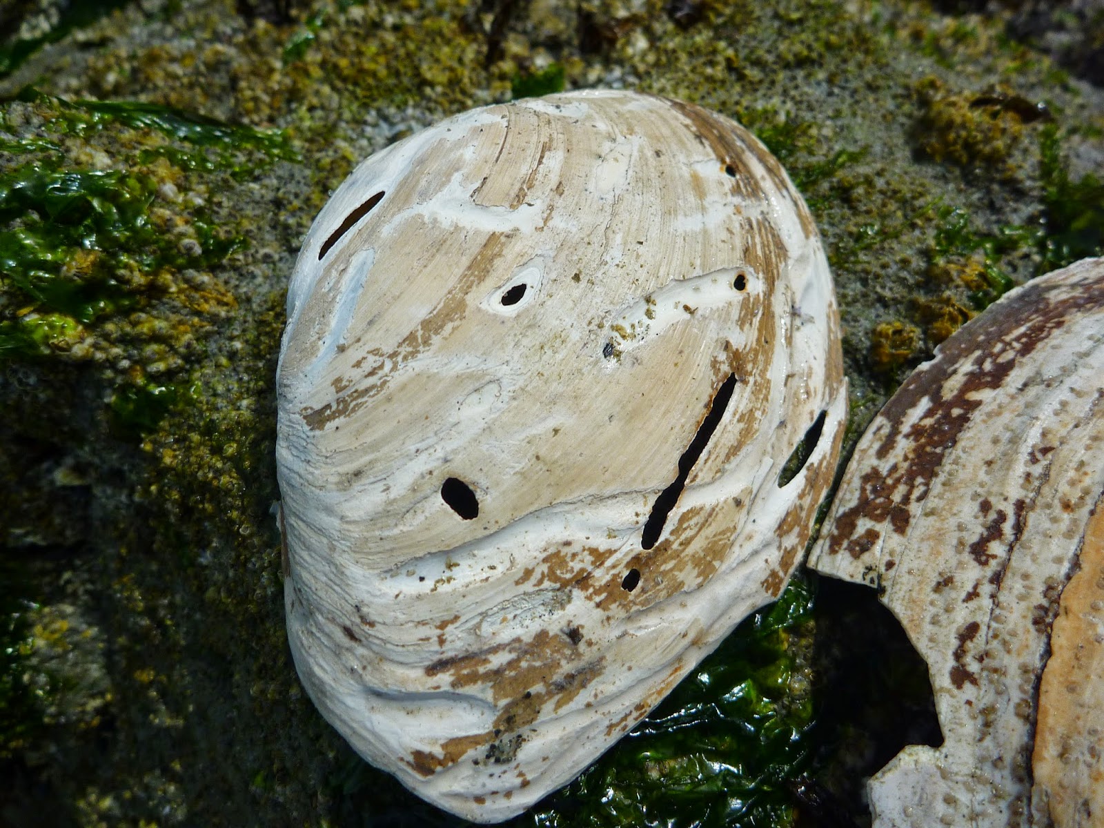 Buzz's Marine Life of Puget Sound: GROOVED CLAM SHELL MYSTERY