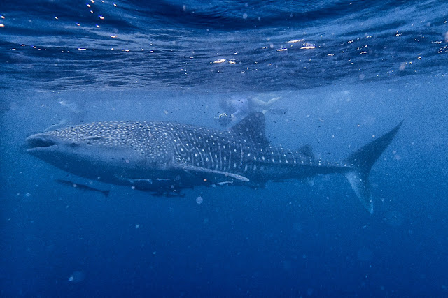 How you emergency?: vaal! hai! vaalhai!