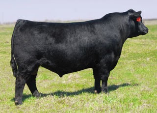 The GENEX Blog: Angus EPD Highlights