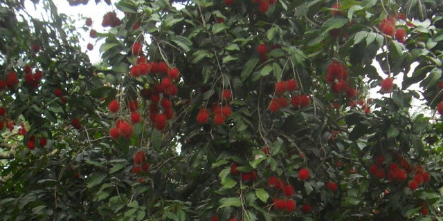 MY TRIPS: Malwana Rambutan in Tree