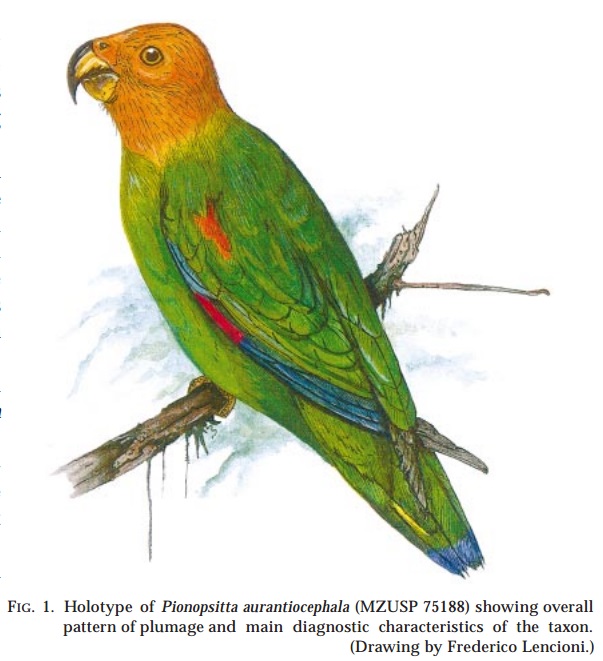 Species New to Science: [Ornithology • 2002] Pyrilia (Pionopsitta ...