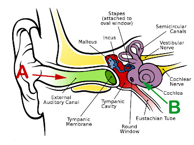 Why Does My Voice Sound Different on Recording and Treatment Options ...