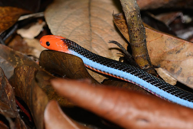 Beauty of Fauna and Flora in Nature: Two Short Outings During Lunar New ...