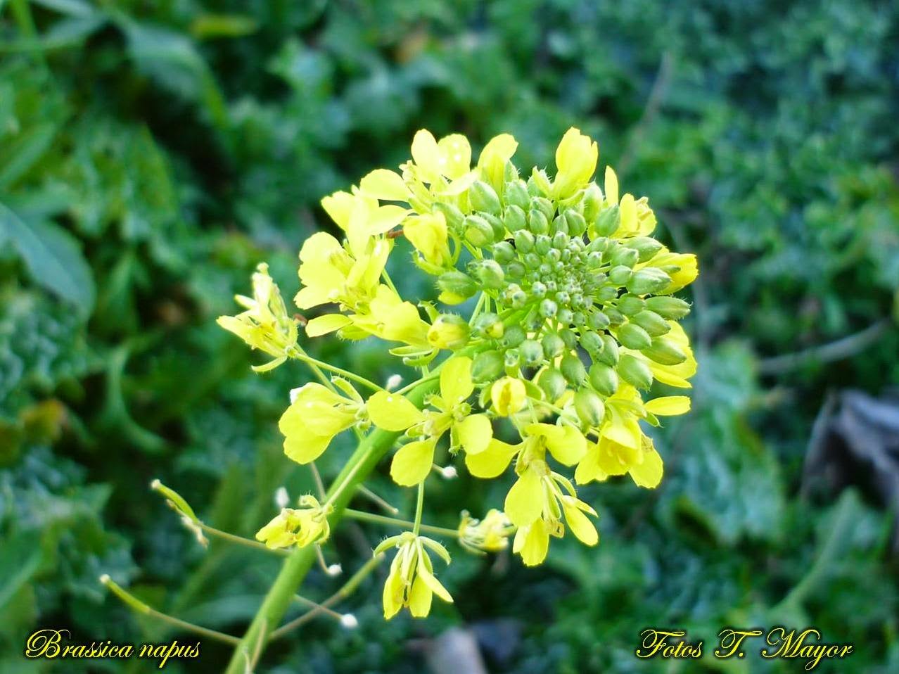 Flores y plantas silvestres: " Brassica napus ". Colza, Canola, Ajenabe ...