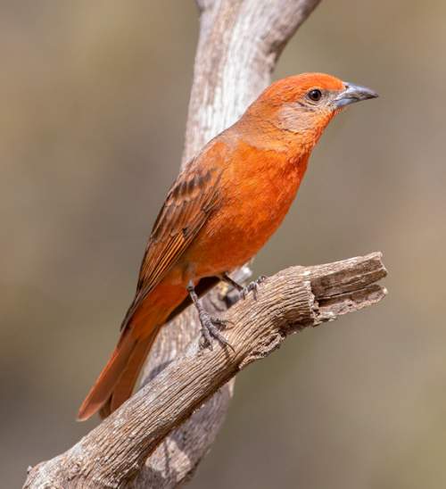 Red tanager | American birds | Birds of India | Bird World