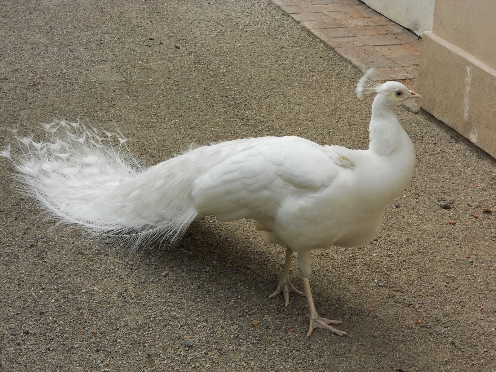 KEINDAHAN BURUNG MERAK PUTIH YANG LANGKA | Informasi Utama