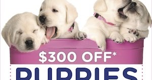 Driving Serious Newspaper Ad Sales: Proving their puppies will find a home