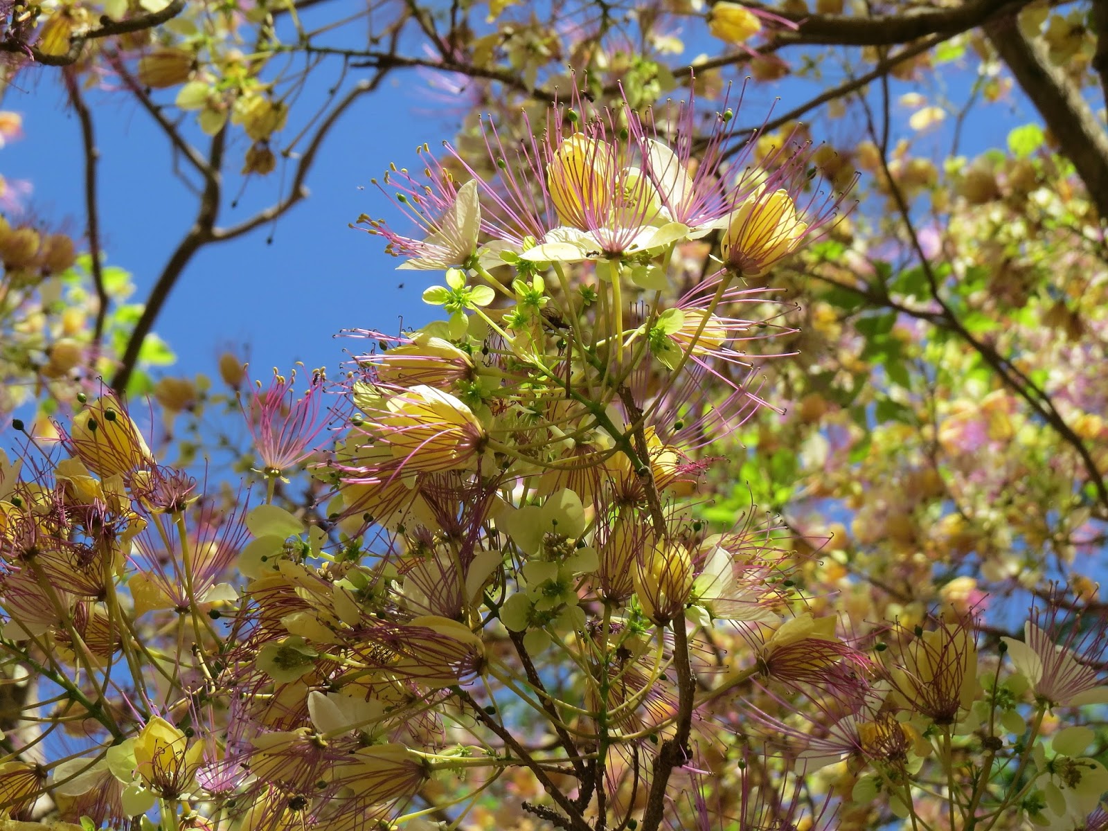 maiabird's brain: Paying It Forward