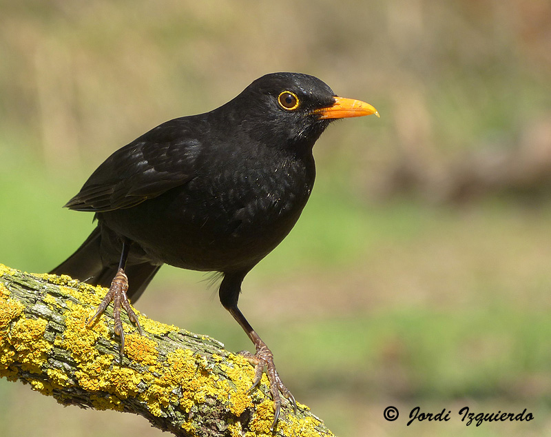 ...NATURA FOTOGRÀFICA: HISTÒRIA D'UN HIDE