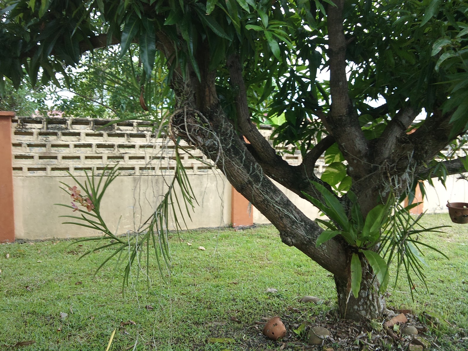 I Live In KK: Orchid Growing On Mango Tree