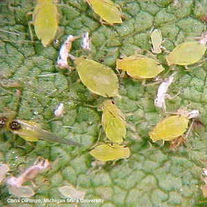 Cara Merawat Tanaman Dan Aneka Tanaman Hias: Ini Cara Membasmi Kutu ...