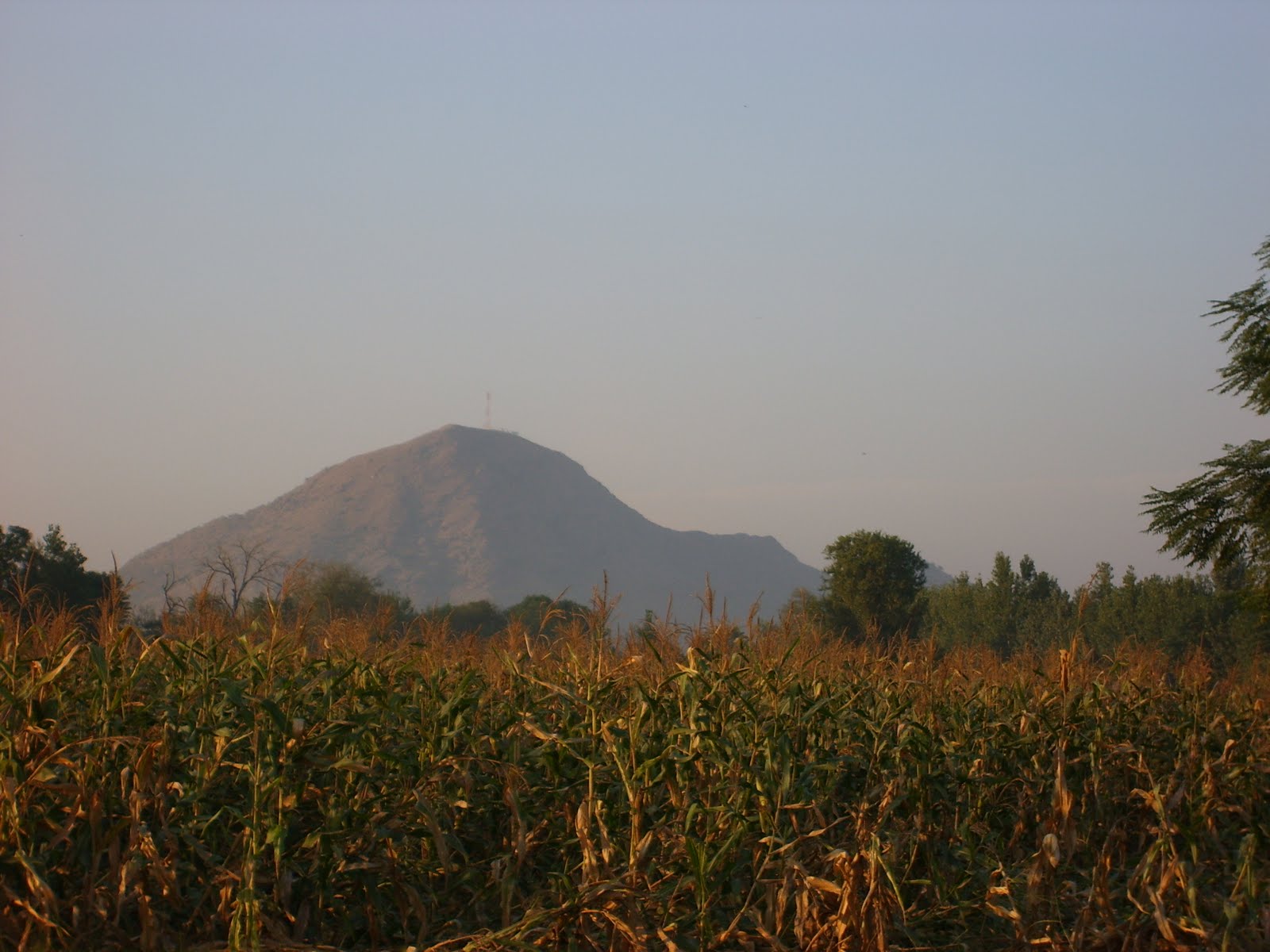 Welcome To Pakistan: Fruits and Crops