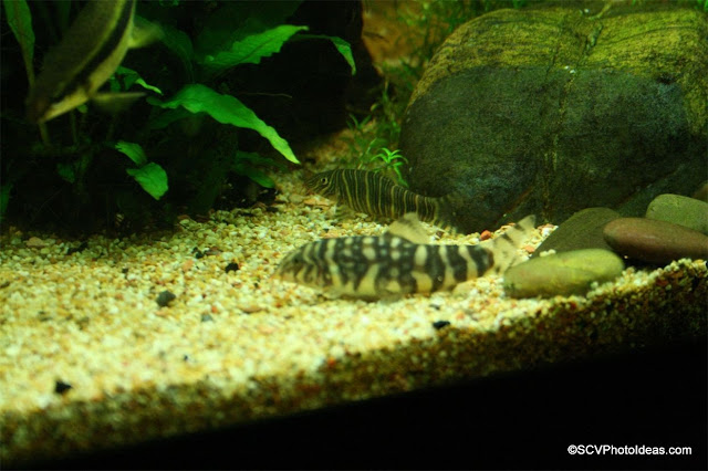 S.C.V. Aquascaping Ideas: Zebra Loach - Botia Striata and Twin Banded ...