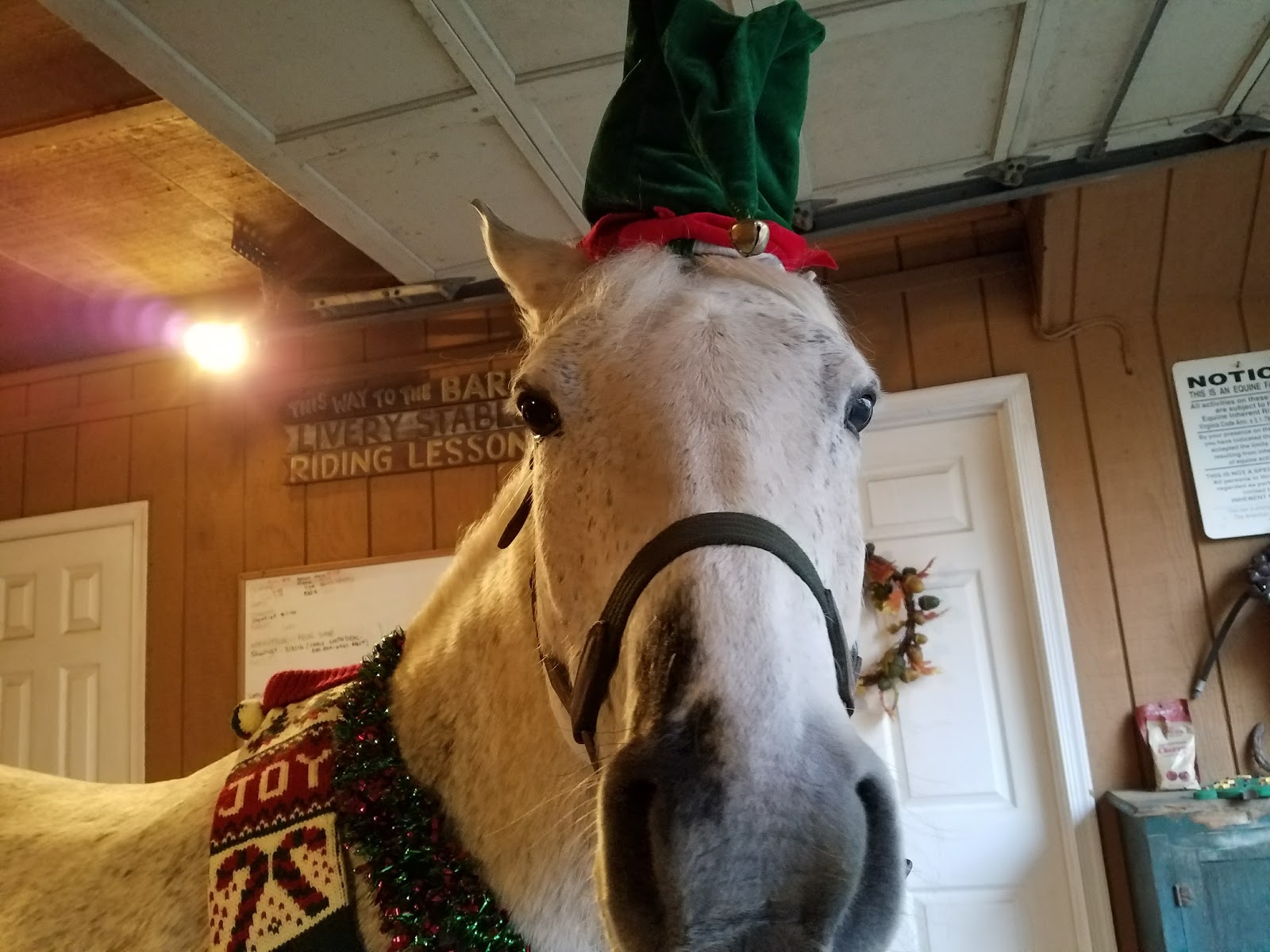 Equinpilot: A Trail Of Painted Ponies: Winston