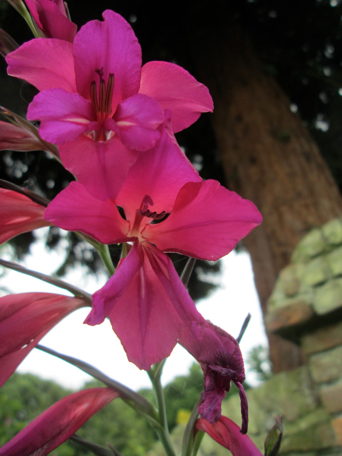 Vicious Imagery: More flowers and bees and flowers [part two]