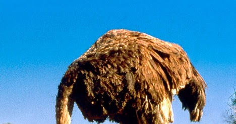 The Princess and The Pump: A Type 1 Diabetes Blog: Ostrich Pose