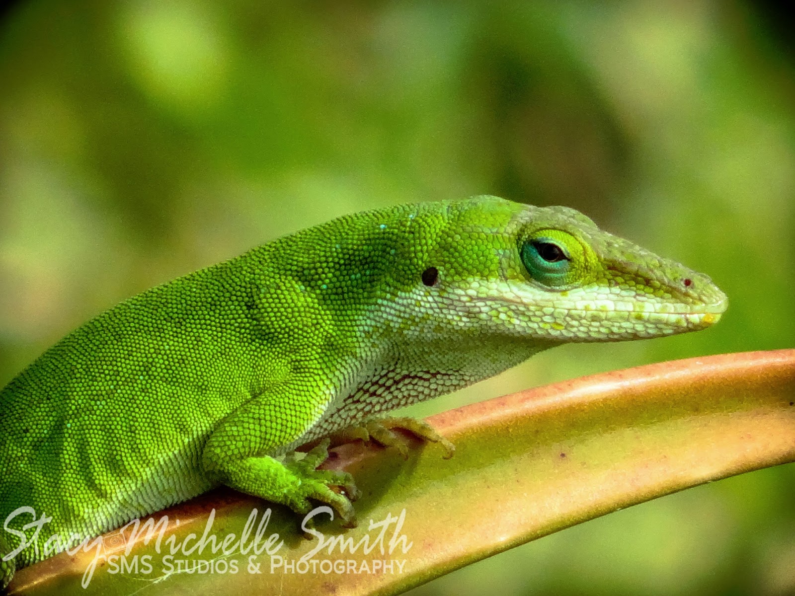 SMS Studios and Photography: Little Green Lizard
