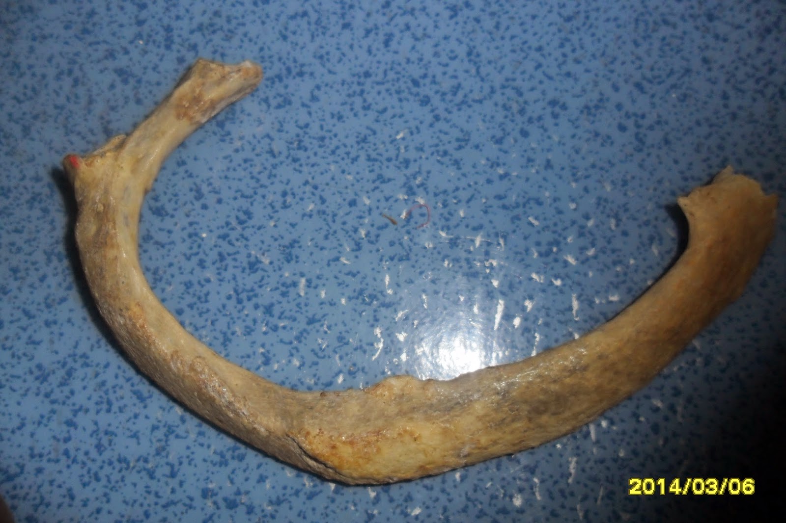 Morfofisiologia I: TÓRAX