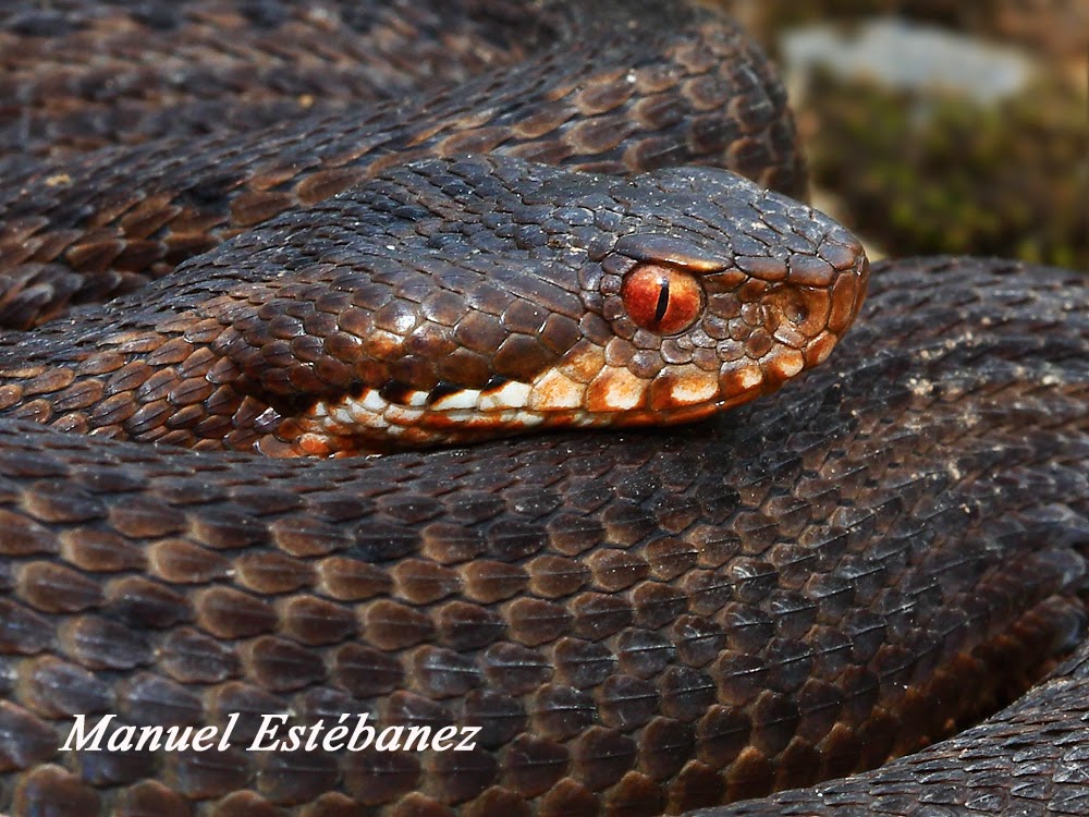 Miradas Cantábricas: Víbora de Seoane o cantábrica (Vipera seoanei ...