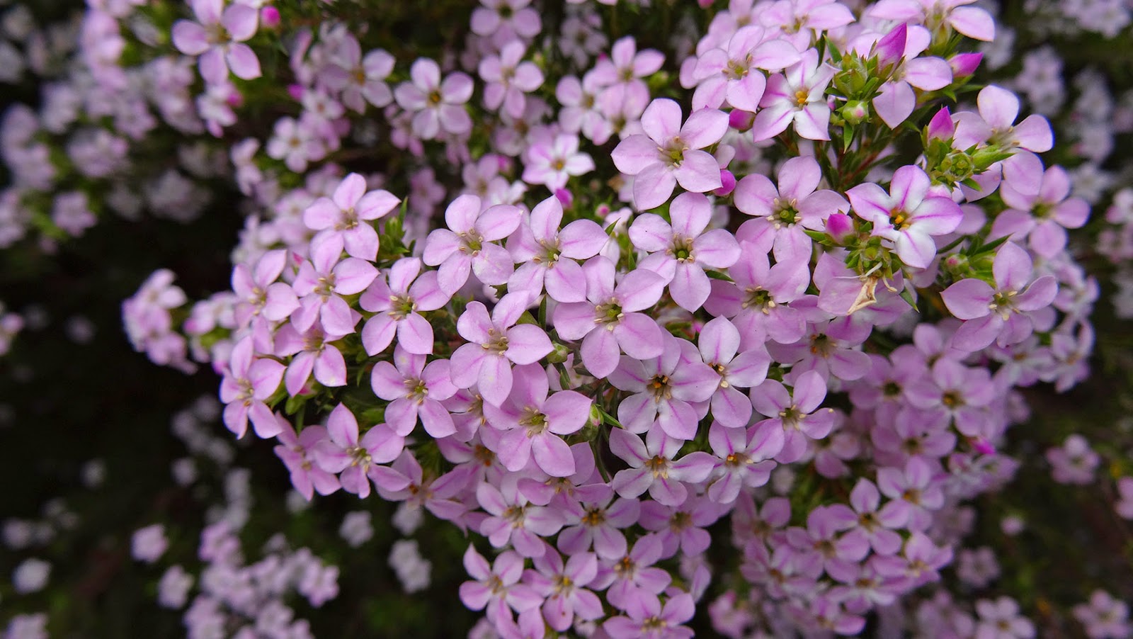 NixPixMix: COLEONEMA OR DIOSMA?