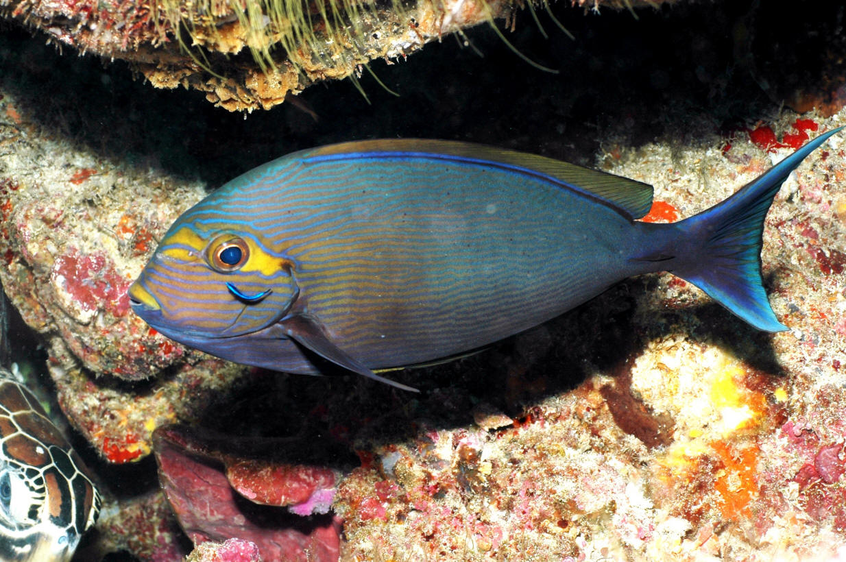 Pamacca: Surgeonfish-Acanthuridae (Acanthurinae)