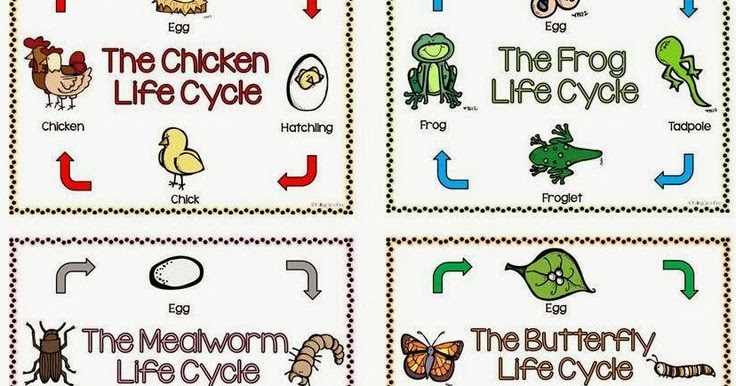 Life Cycles: What are Life Cycles? Why do they happen?