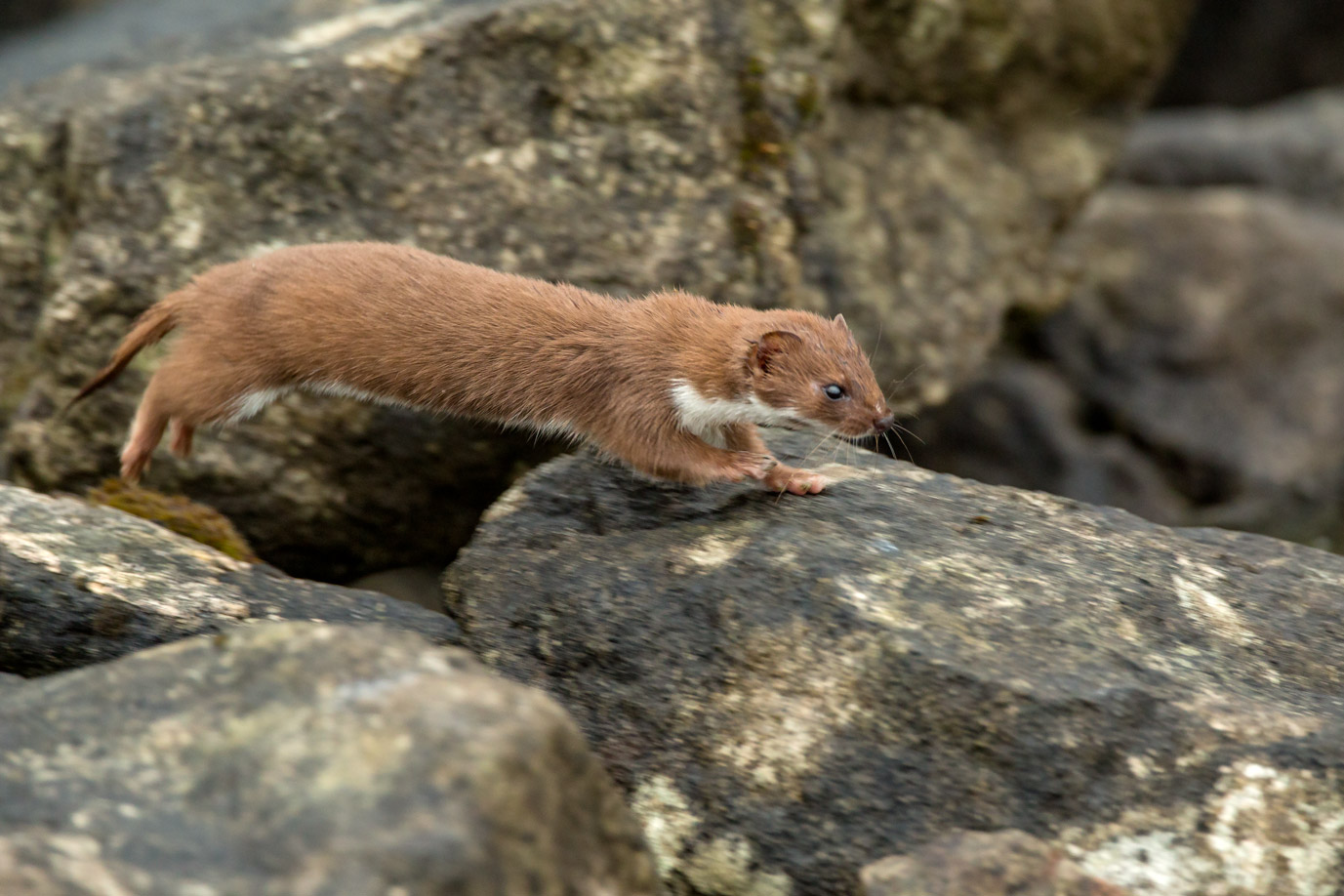 Darley Dale Wildlife: Weasel - Carsington Water