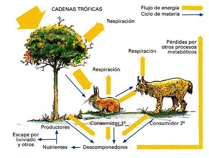 Procesos ecológicos dentro de los ecosistemas