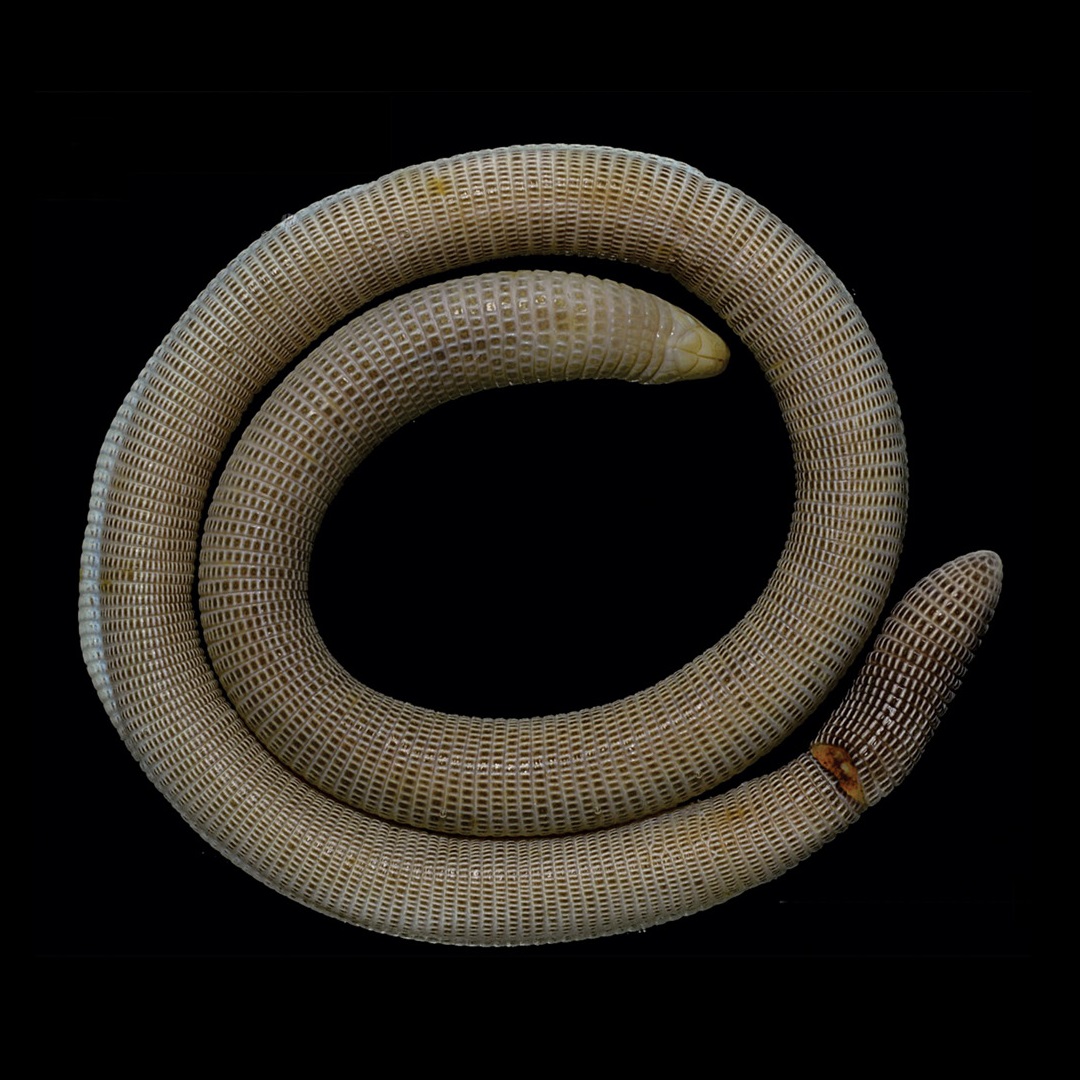 Species New to Science: [Herpetology • 2018] Amphisbaena hoogmoedi • A ...