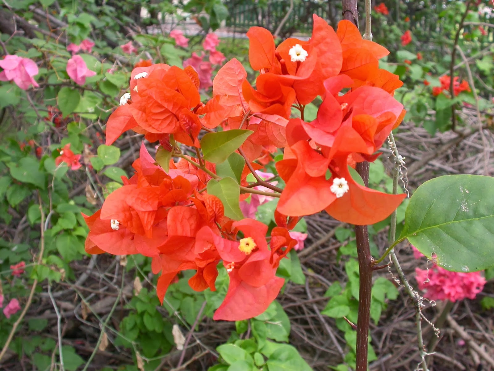 Barbados Flora & Fauna: Tropical Flowers of Barbados