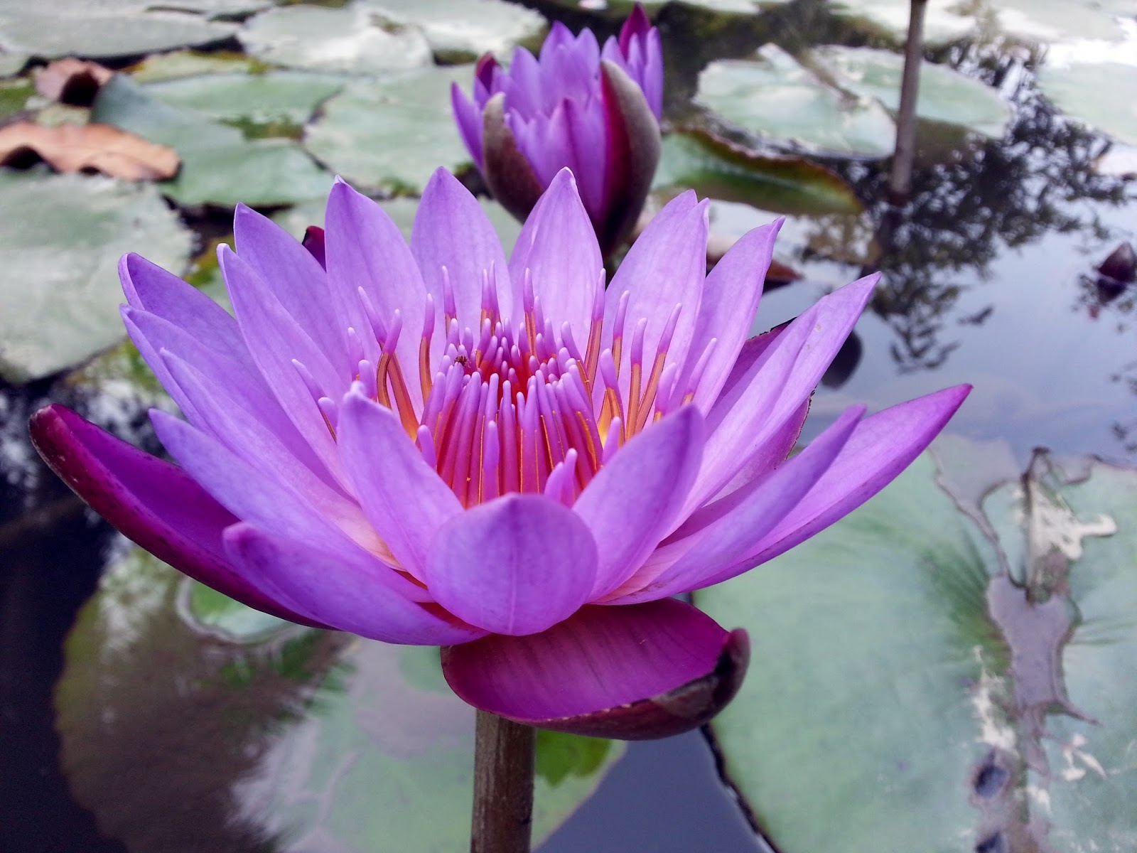 Blue Lotus The Ancient Egyptian Dream Flower blue-lotus-the-ancient-egyptian-dream-flower