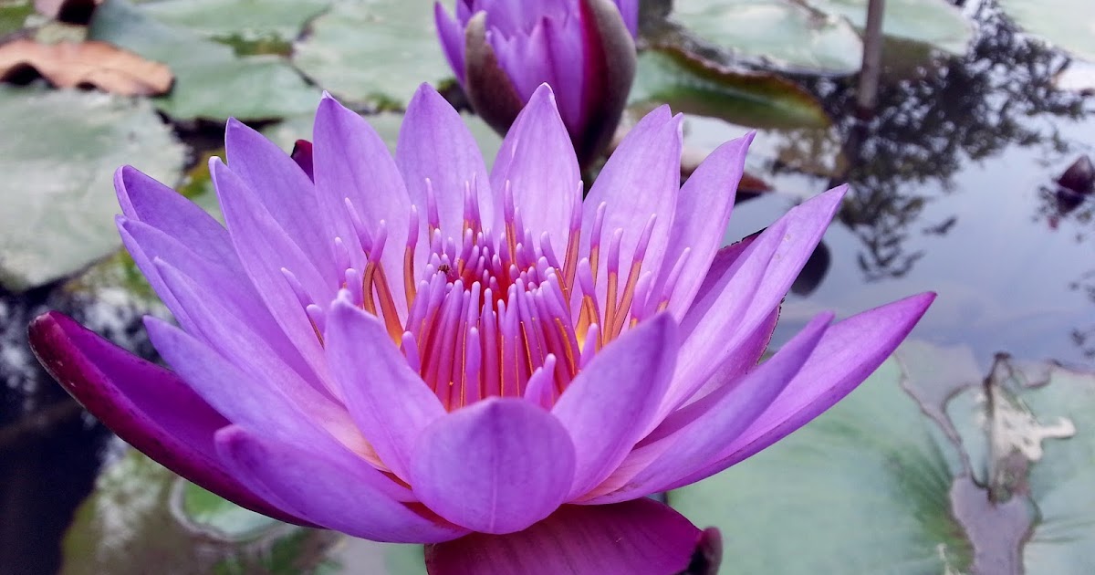 Blue Lotus: The Ancient Egyptian Dream Flower