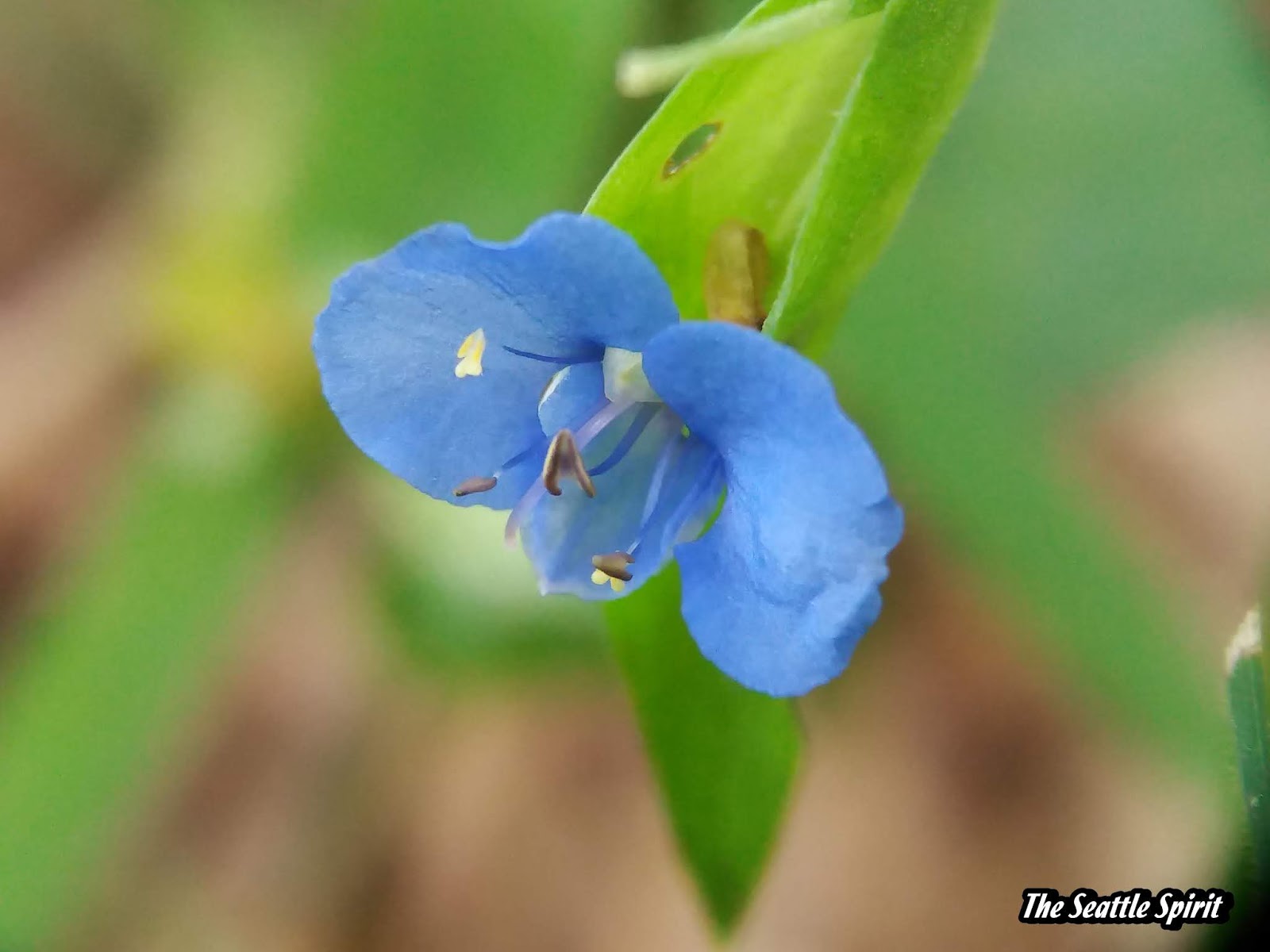 Climbing Day Flower, Gewor (Commelina diffusa L.)