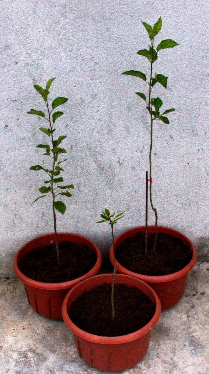 SantaiD'Rimba: Kemaskini pokok-pokok terbiar