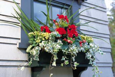 All about Window: The Best Flowers For Window Boxes