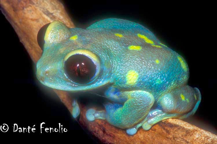 Biologia-Vida: "Perereca de olhos rubi" / Ruby Eyed Treefrog ...