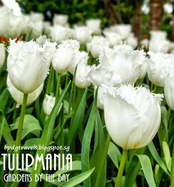 Tulipmania Rediscovered : Ottoman Empire (The Origin of Tulips ...