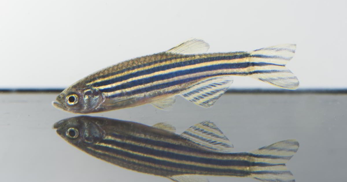 Zebrafish - Can repair eyes itself naturally - Seeker's Thoughts