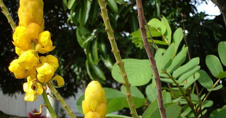 Herbal Medicine - Plant , Trees & Fruit: Pakayungkong or Acapulko Tree