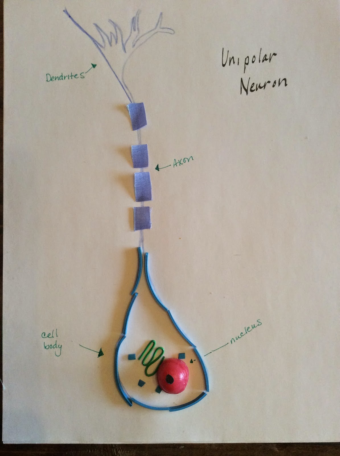 Jaime's Human Biology Blog: NERVOUS SYSTEM AND NEURON MODELING