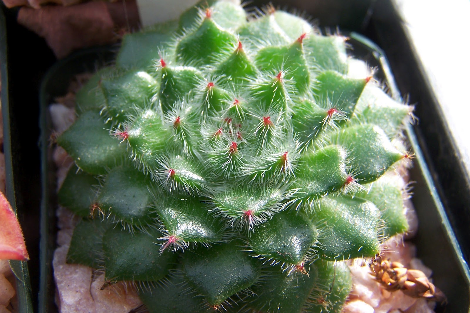 Oregon Cactus Blog: Echeveria setosa