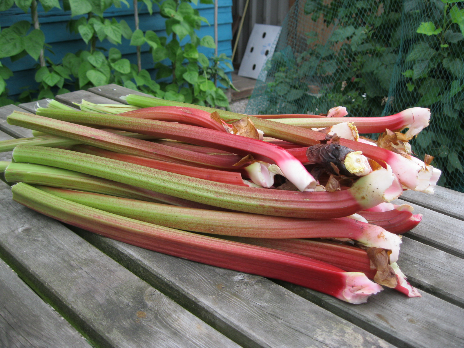Reisverslagen, recepten & Sneker moestuin: Rabarber