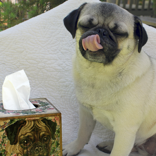 Robin King Designs: Pug Tissue Box Cover