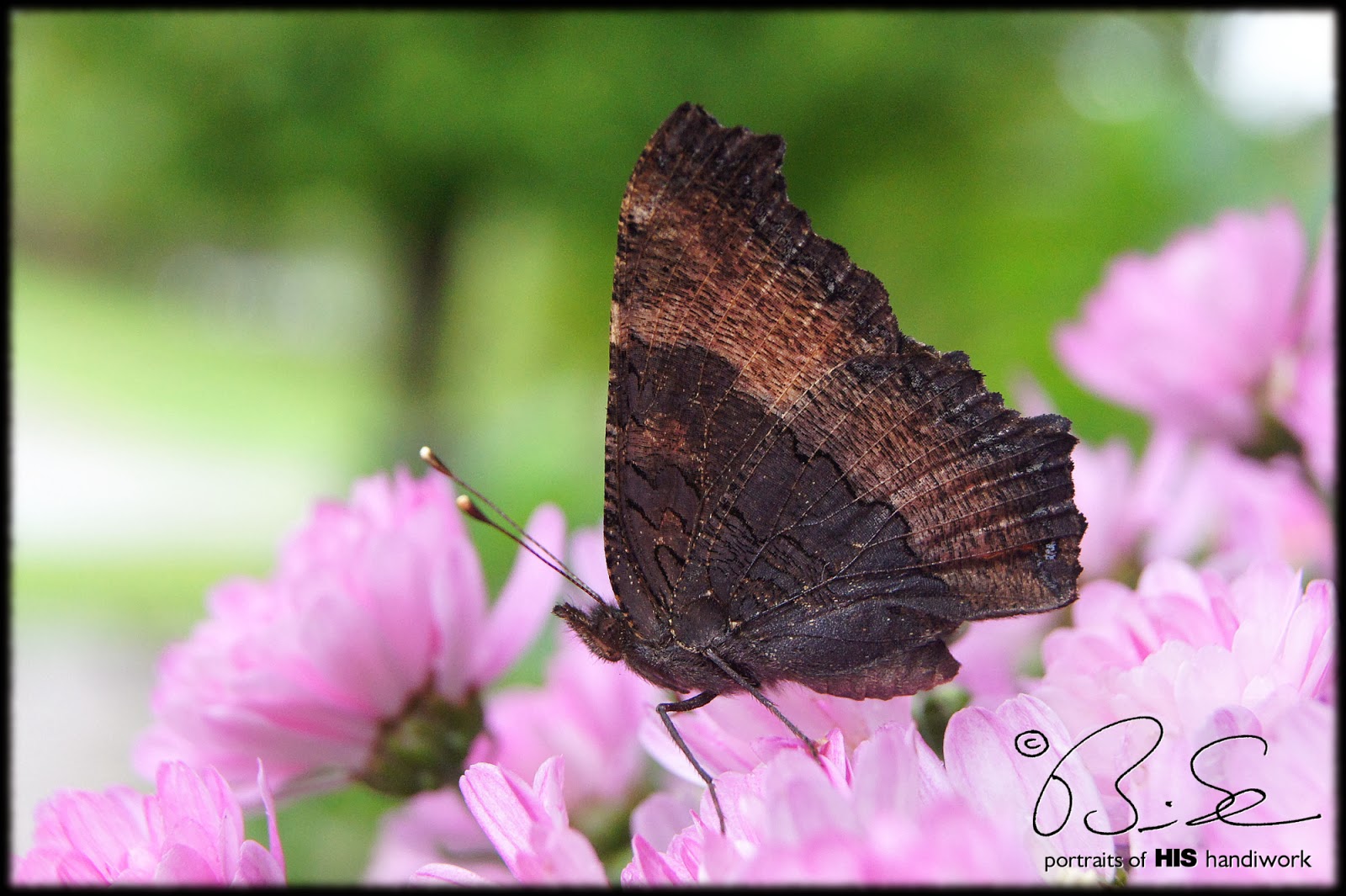 portraits of HIS handiwork: Housekeeping Post