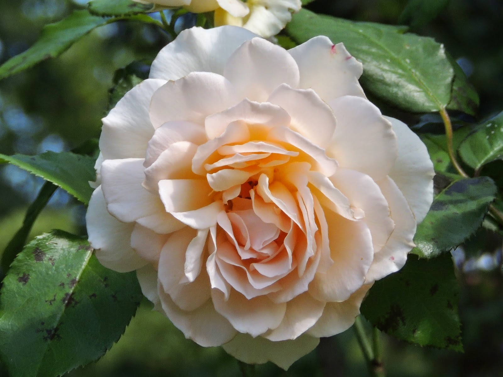 IL ETAIT UN PETIT JARD'AIN ...: SI LA ROSE M'ETAIT CONTEE