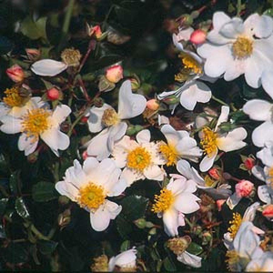 Gardening And Nature Therapy: Rambling Roses and Countryside Rambles