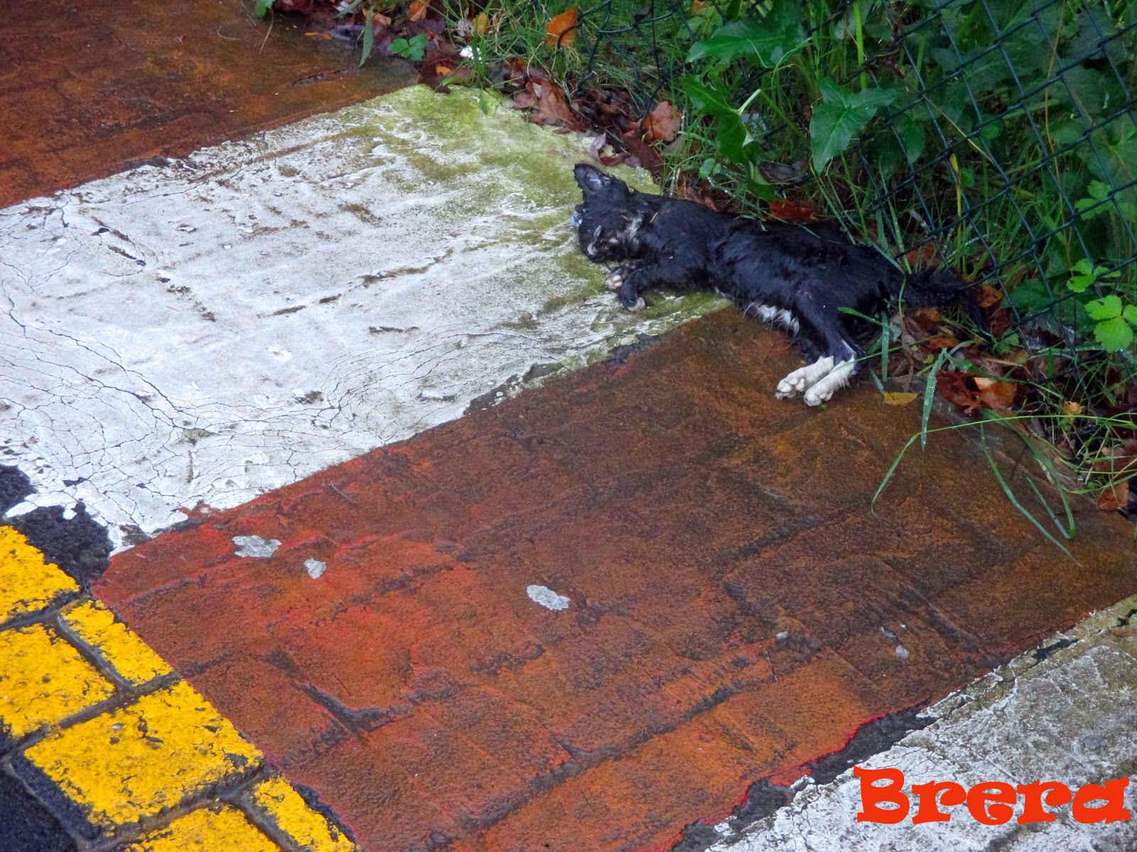 Un blog sobre Ampuero y otros lugares cercanos: Gato muerto