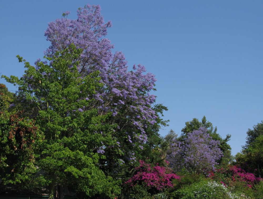 OccasionalPiece: Jacaranda Trees